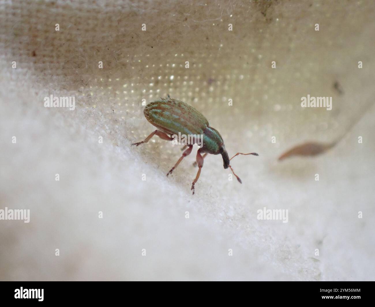 Black-beaked green weevil (Hypera nigrirostris Stock Photo - Alamy