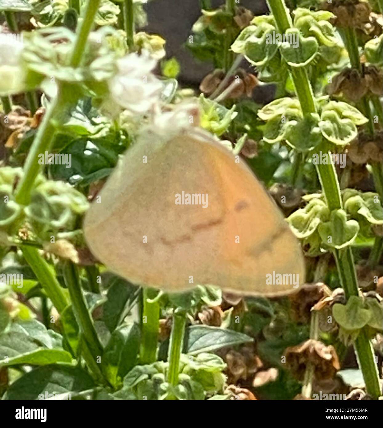 Colotis fausta hi-res stock photography and images - Alamy