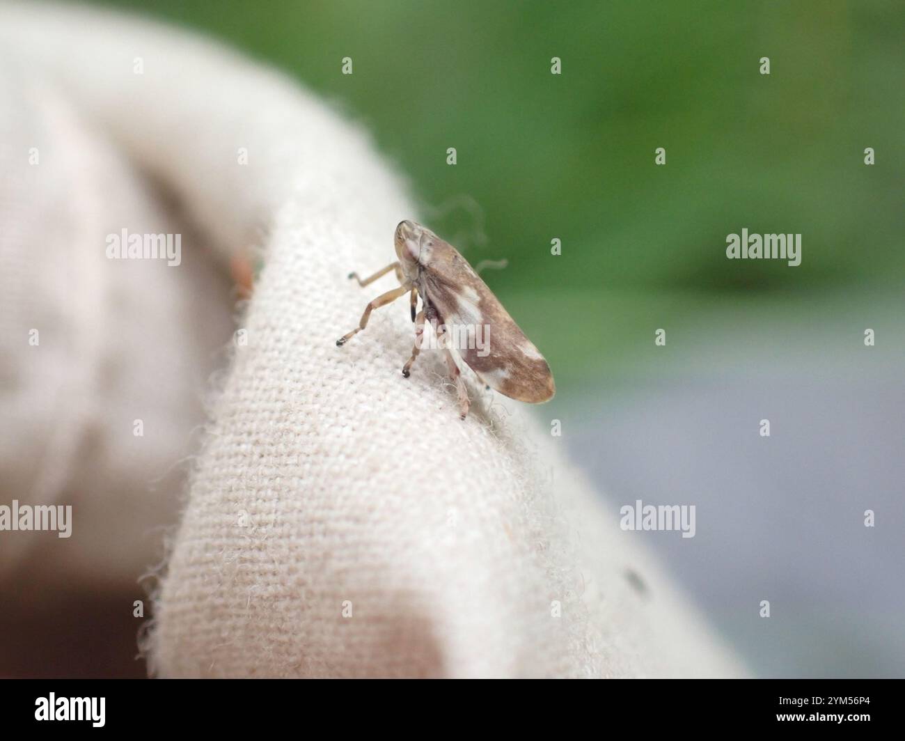 Meadow Spittlebug (Philaenus spumarius Stock Photo - Alamy