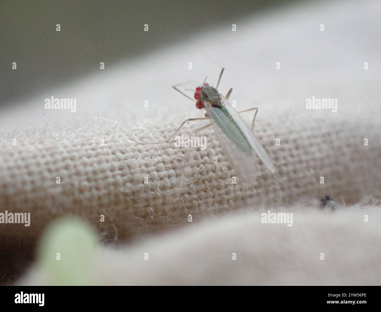 Non-biting Midges (Chironomidae Stock Photo - Alamy