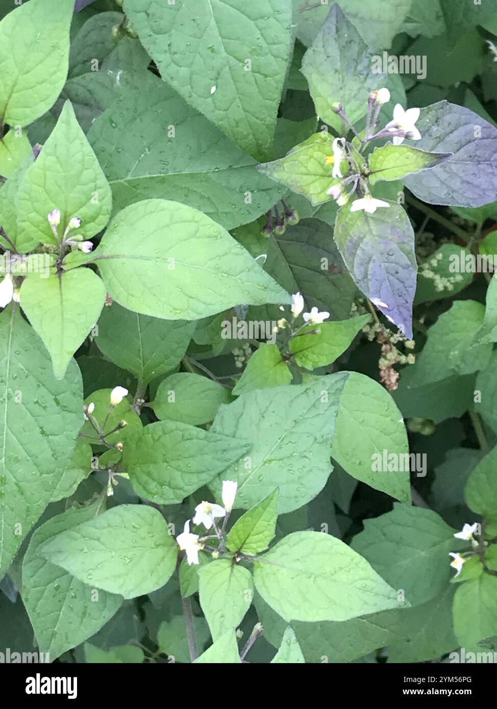 black nightshade (Solanum nigrum Stock Photo - Alamy