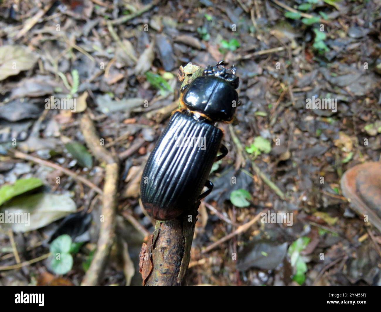 Bess Beetles (Passalidae Stock Photo - Alamy