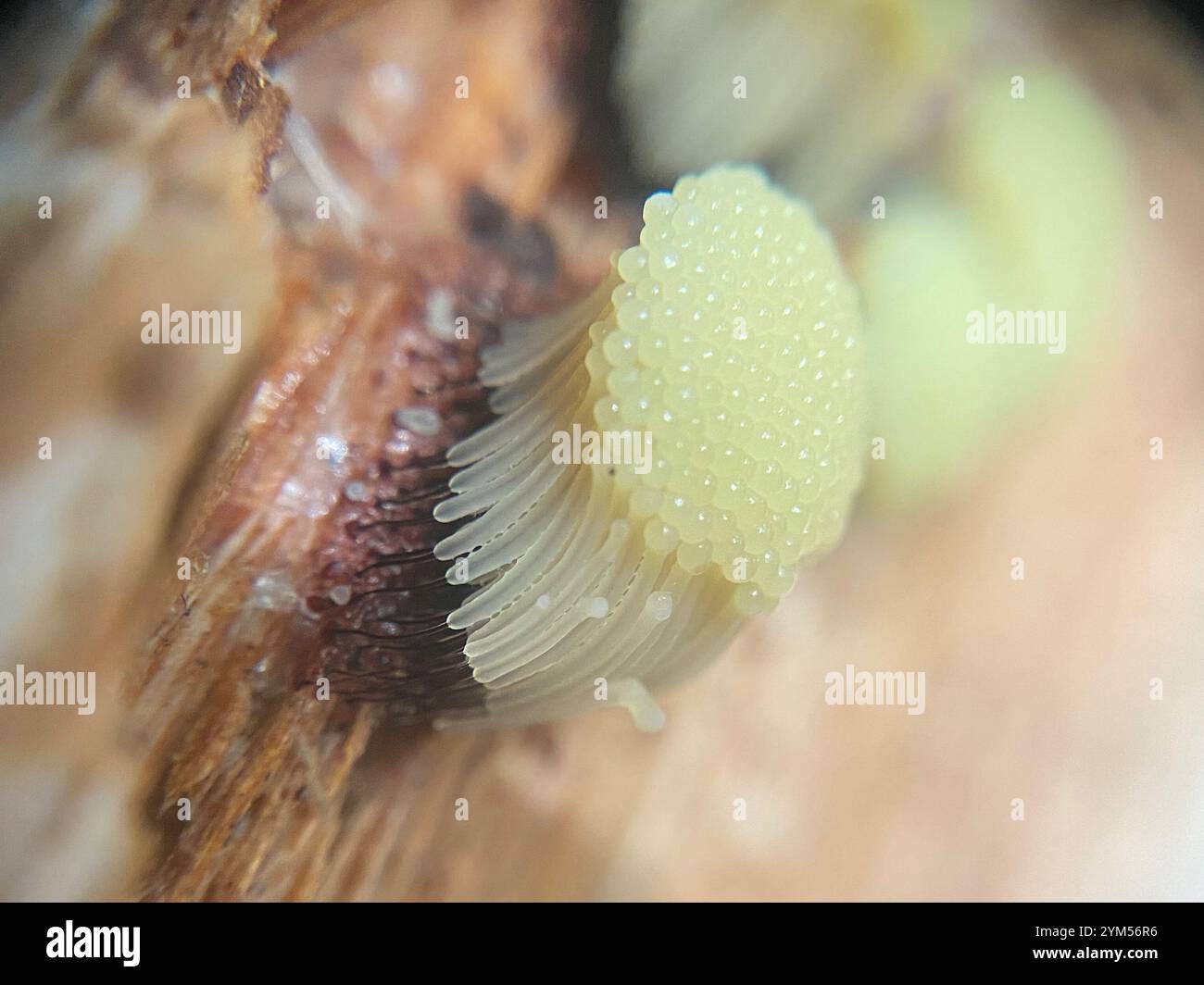 chocolate tube slime (Stemonitis splendens Stock Photo - Alamy