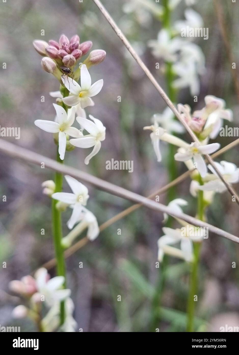 Creamy Candles (Stackhousia monogyna Stock Photo - Alamy