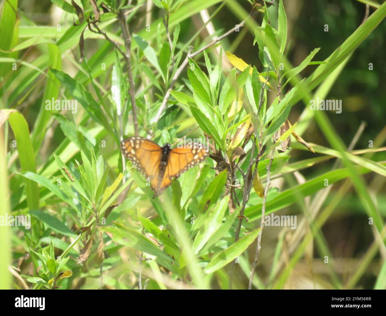 Southern Monarch (Danaus erippus Stock Photo - Alamy