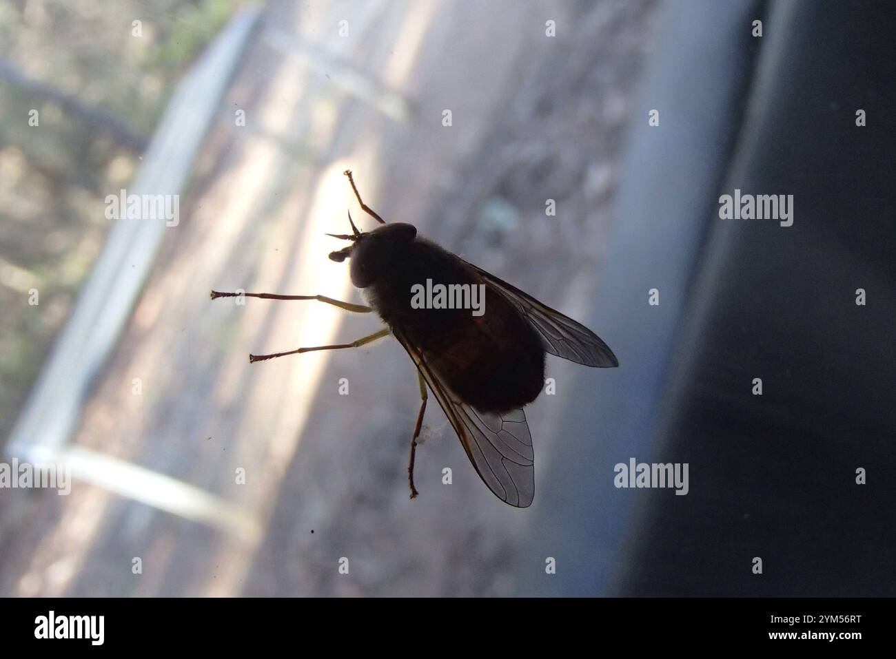Horse and Deer Flies (Tabanidae Stock Photo - Alamy