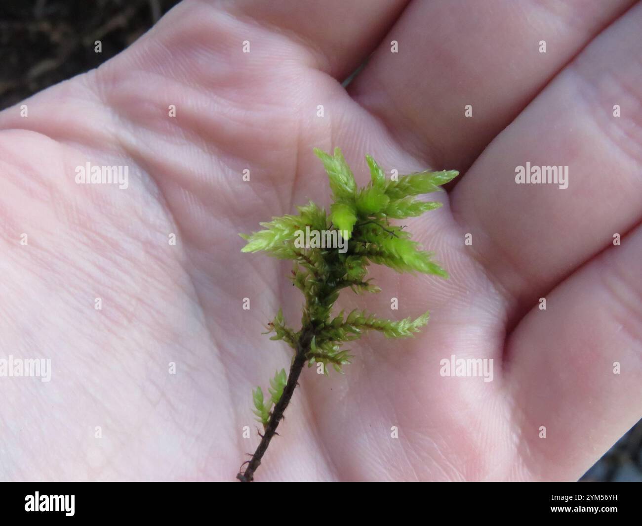 Climacium dendroides climacium dendroides hi-res stock photography and ...