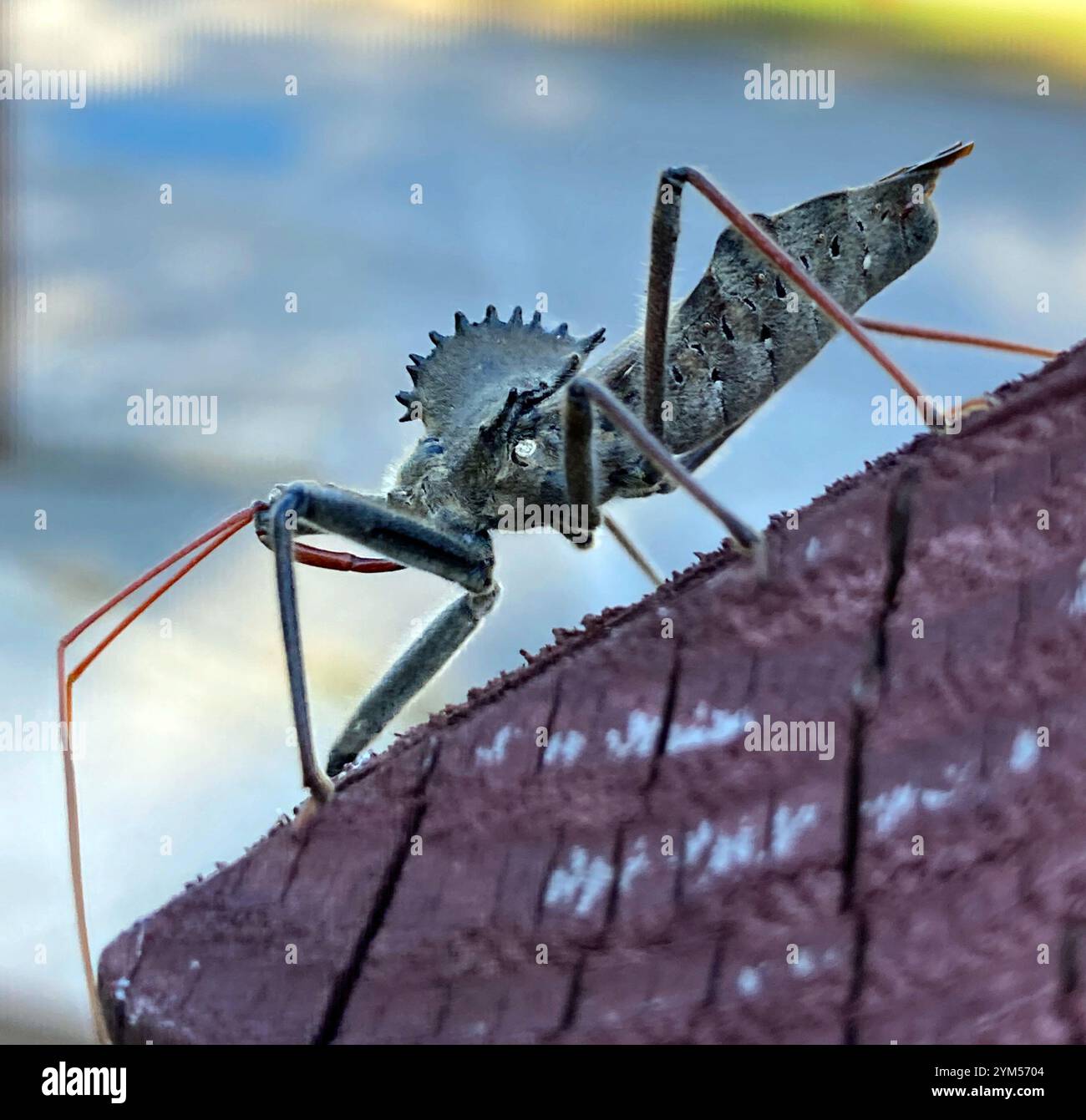 North American Wheel Bug (Arilus cristatus Stock Photo - Alamy