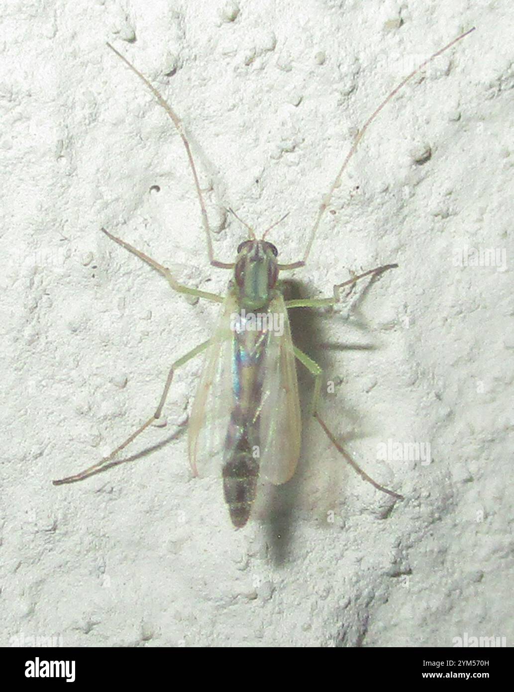Non-biting Midges (Chironomidae Stock Photo - Alamy