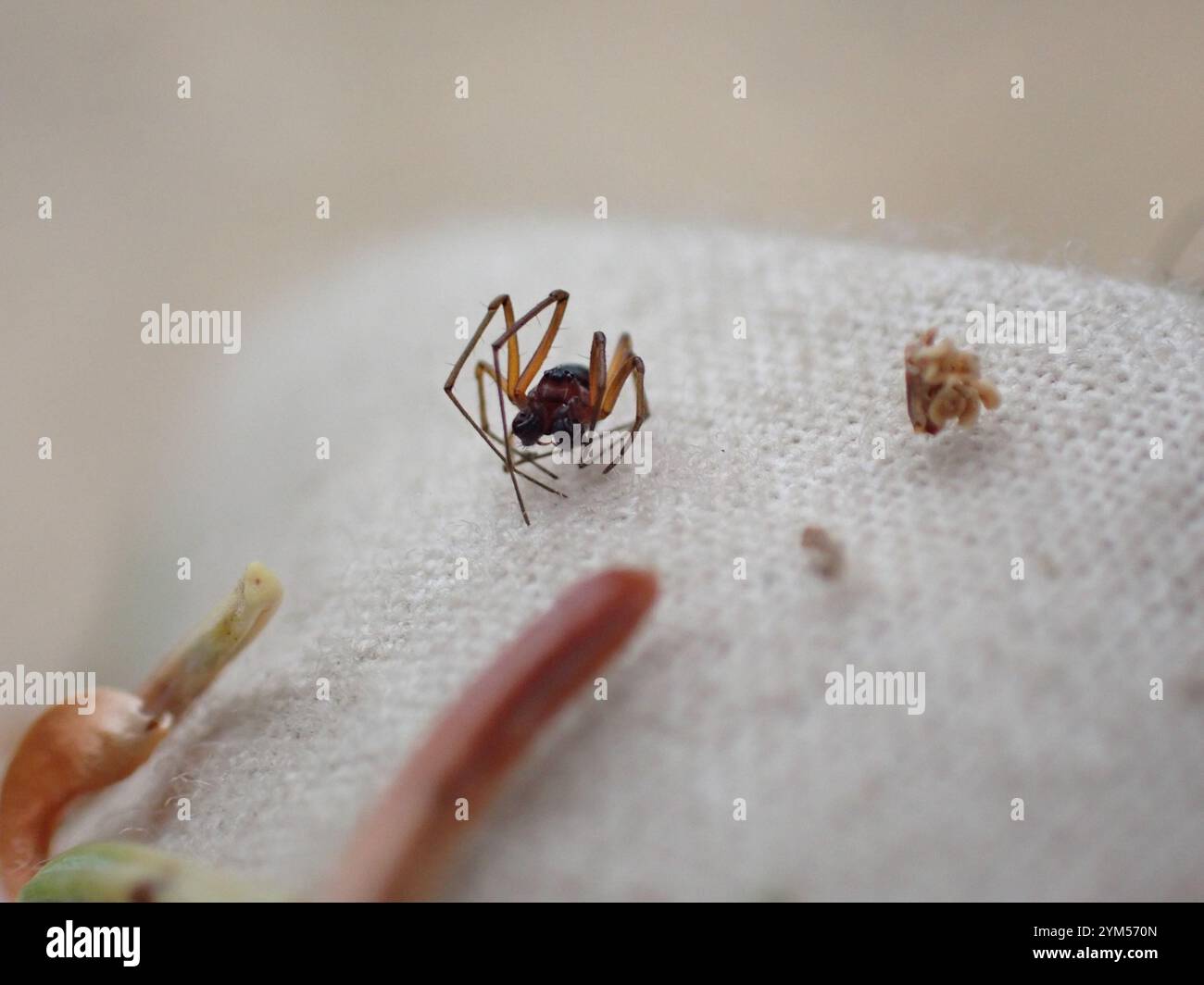 Typical Spiders (Araneomorphae Stock Photo - Alamy