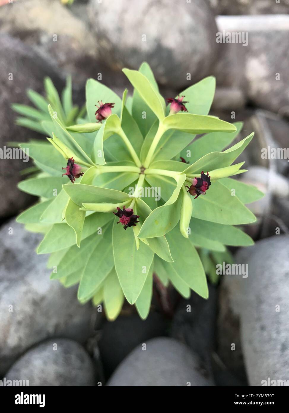 Shore Spurge (Euphorbia glauca Stock Photo - Alamy