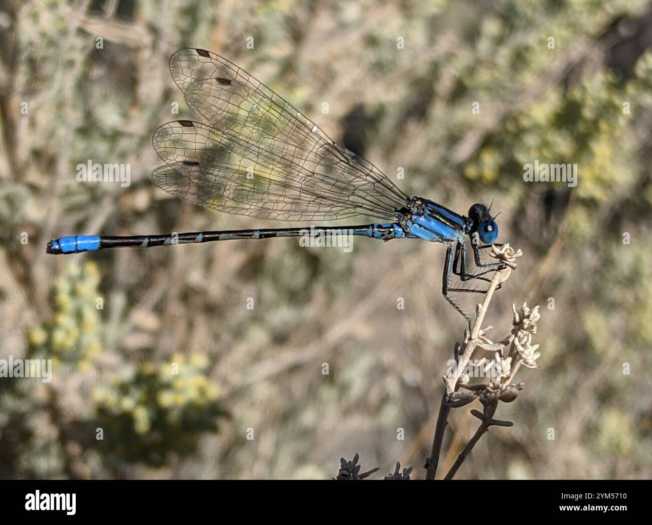 Paiute dancer hi-res stock photography and images - Alamy