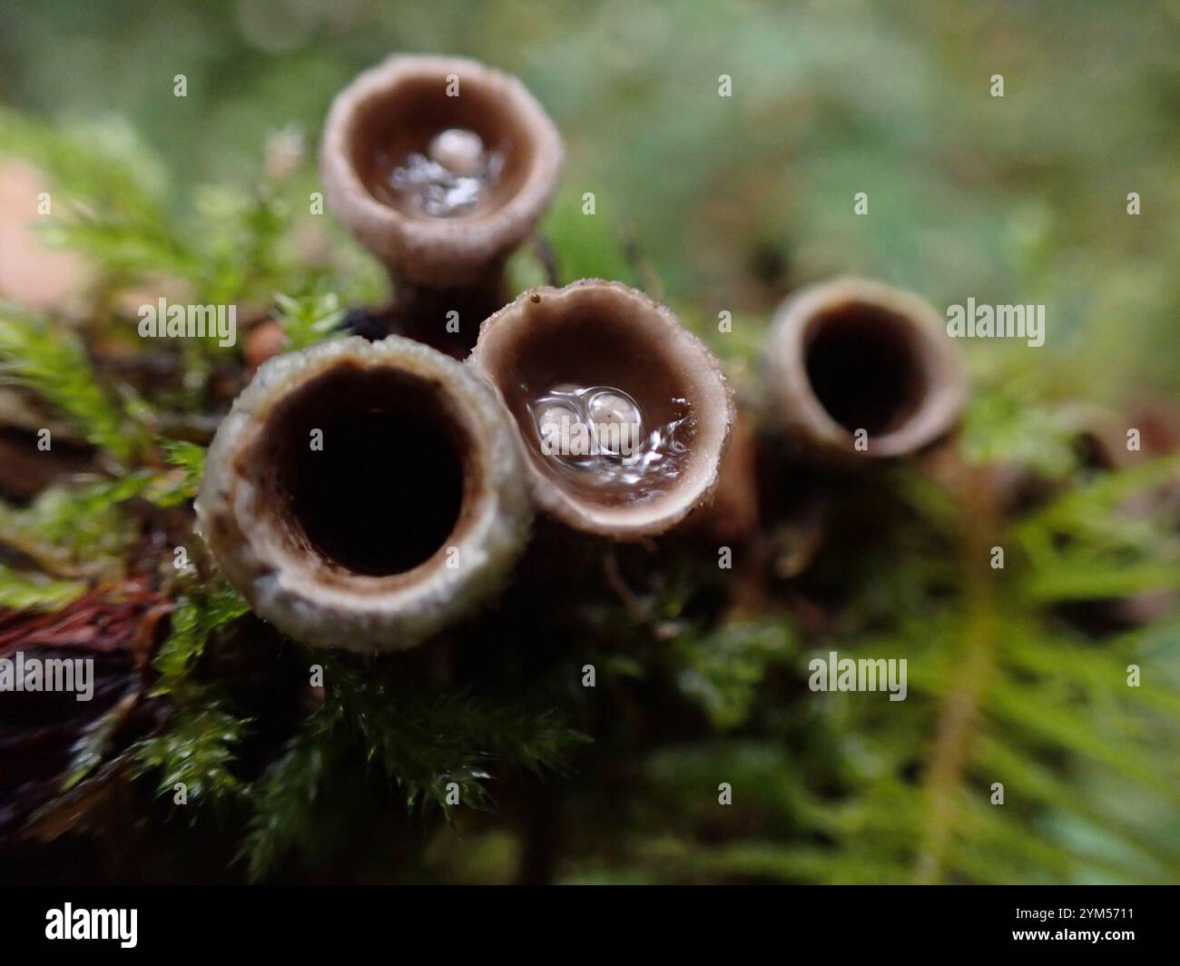 Nidula candida hi-res stock photography and images - Alamy