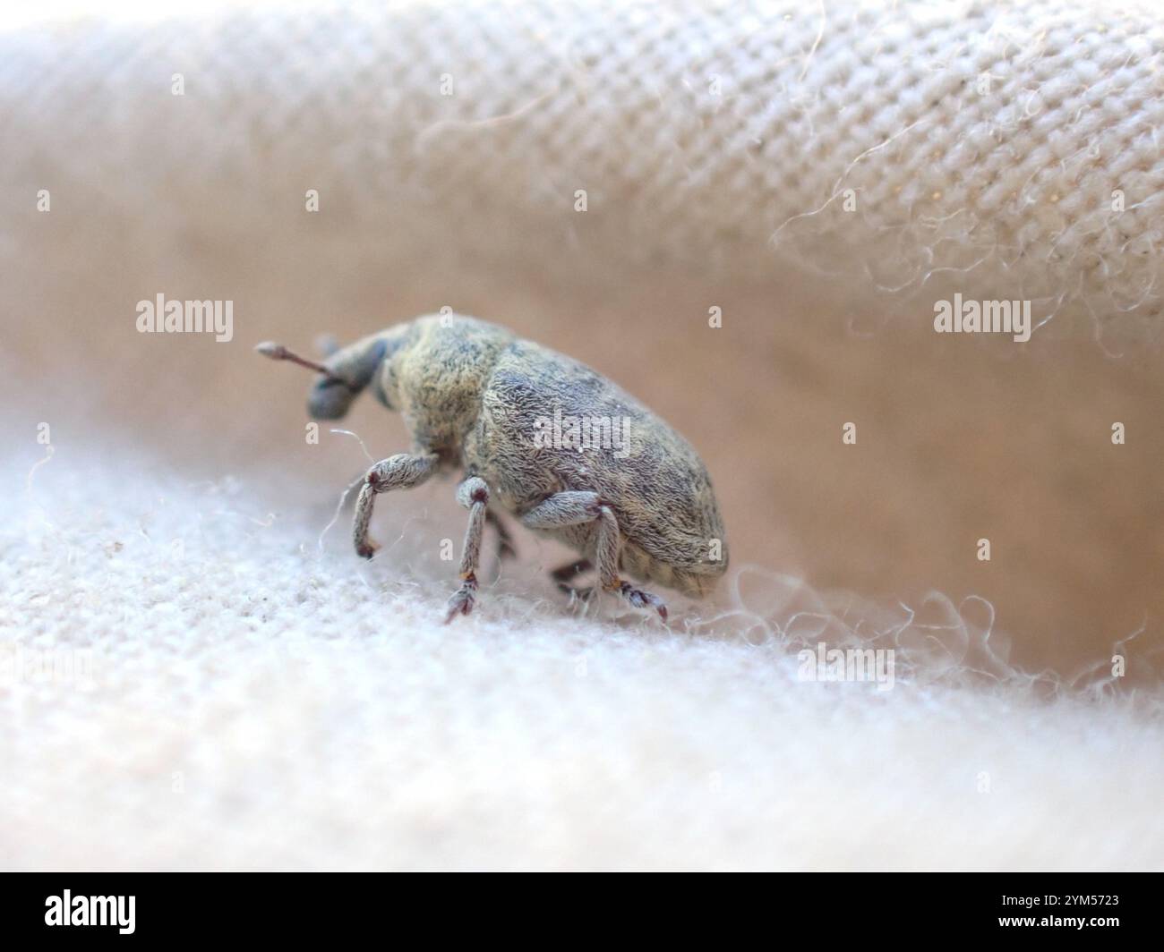 Lesser Knapweed Flower Weevil (Larinus minutus Stock Photo - Alamy