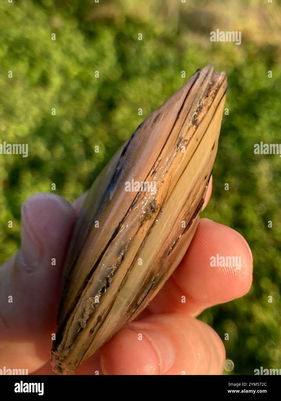 Fragile Papershell (Potamilus fragilis Stock Photo - Alamy