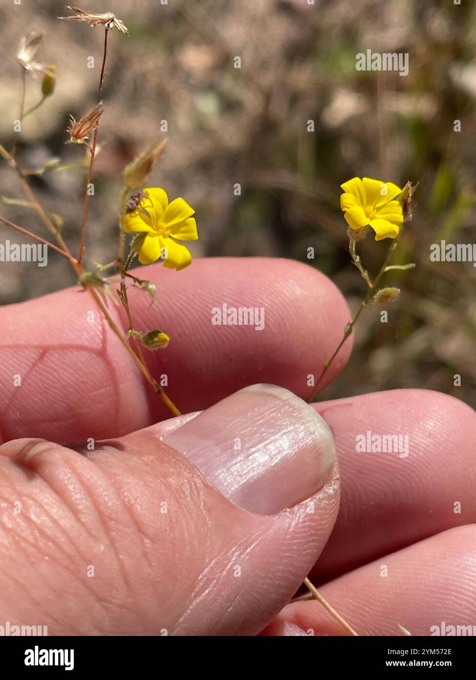 Slender Scratch Daisy (Croptilon divaricatum Stock Photo - Alamy