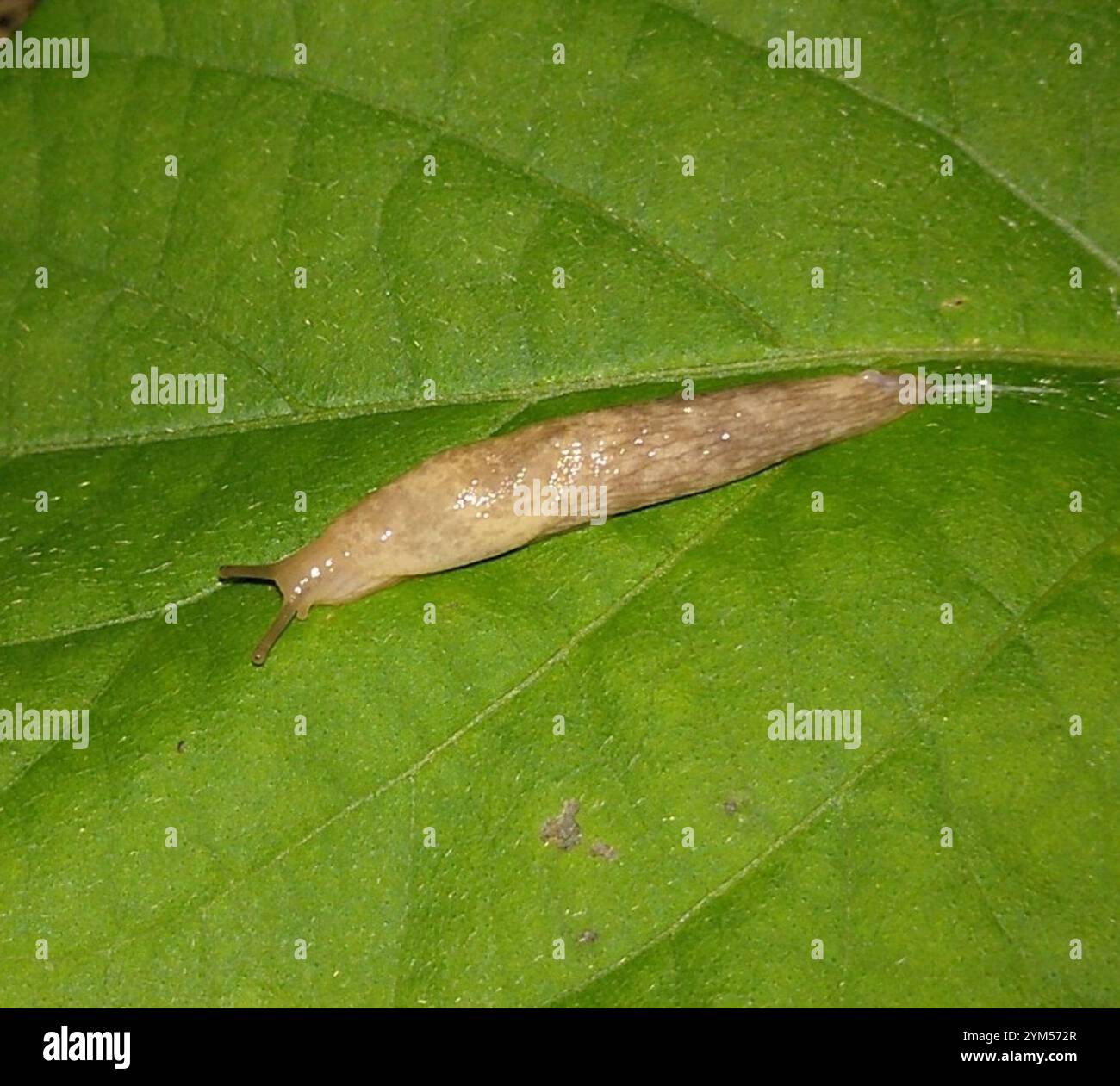 Milky Slug (Deroceras reticulatum Stock Photo - Alamy