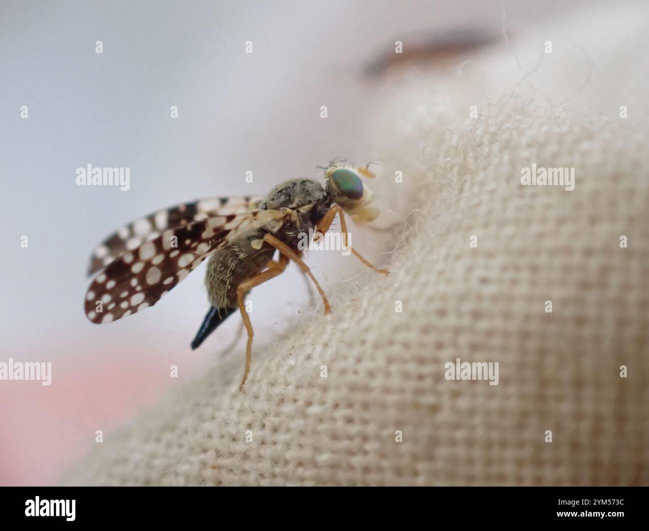 Fruit Flies (Tephritidae Stock Photo - Alamy