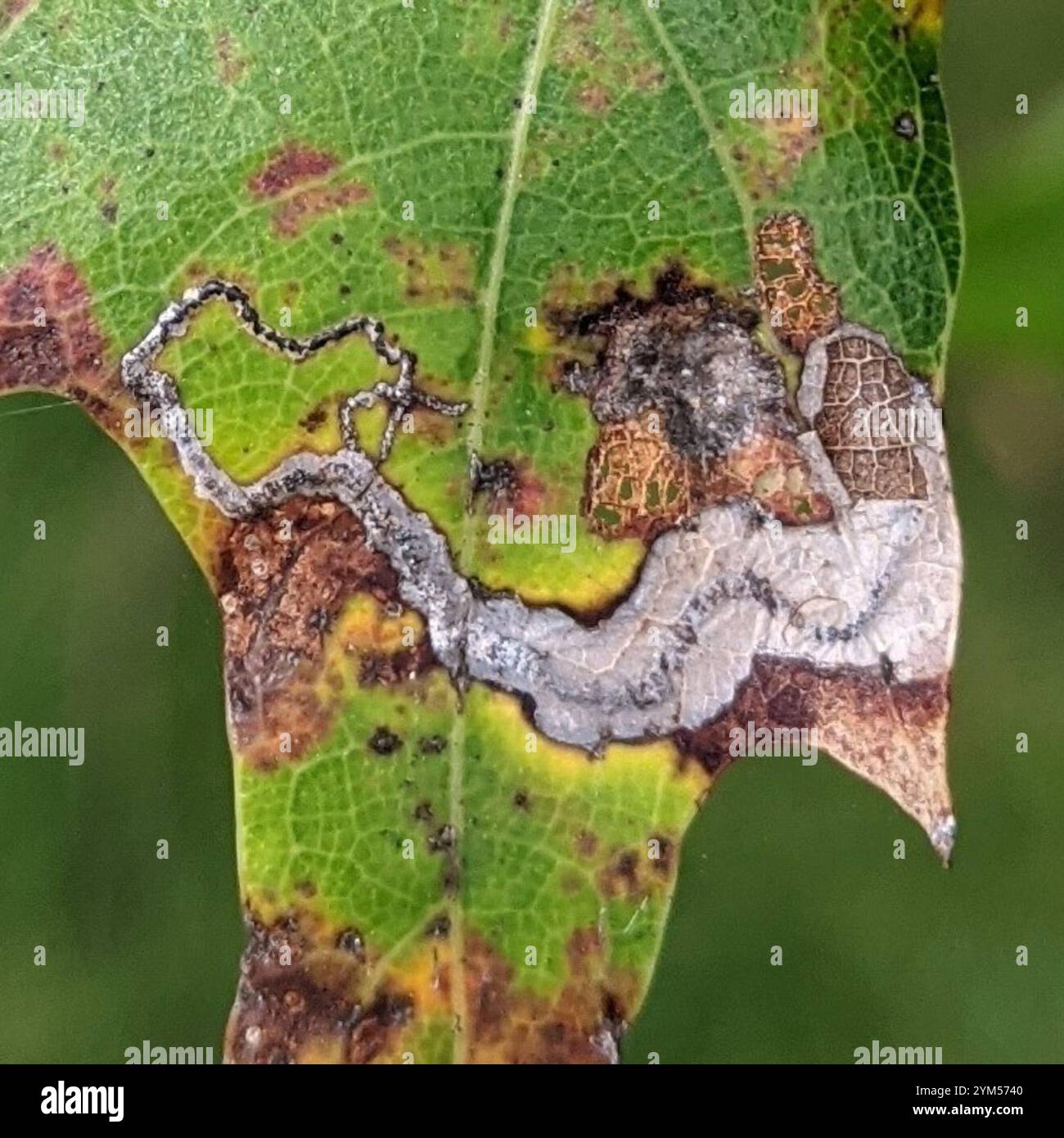 Pygmy Leafminer Moths (Nepticuloidea Stock Photo - Alamy