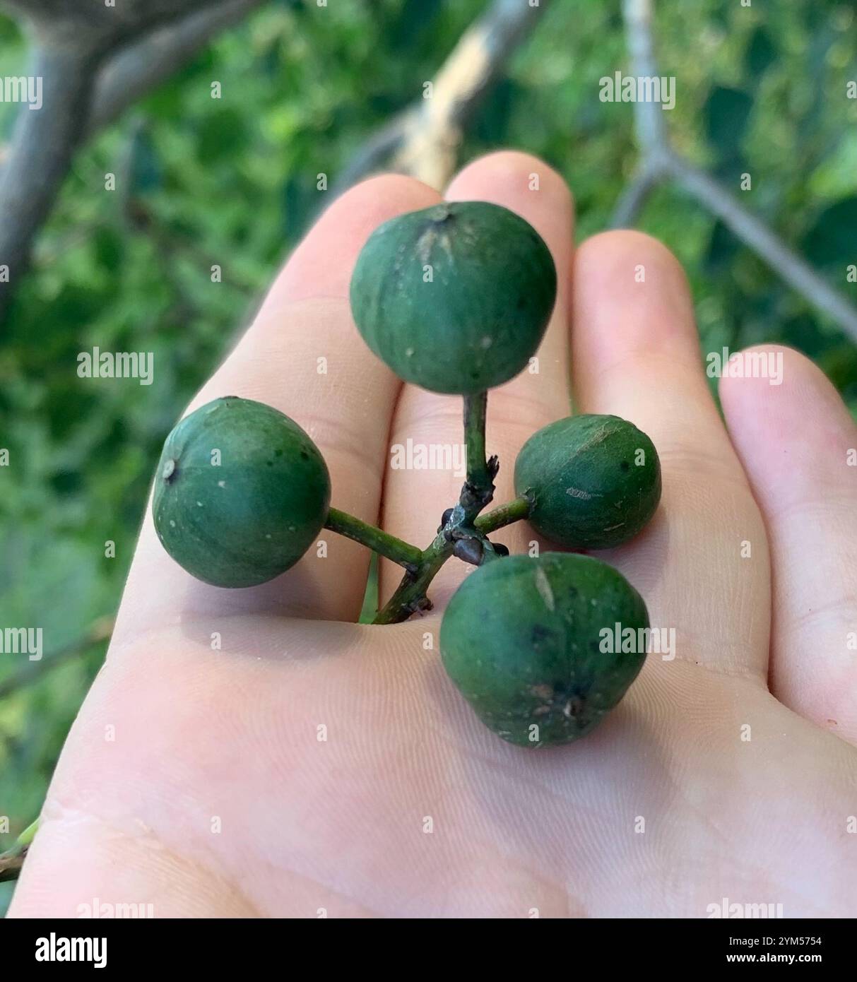 Chinese Tallow (Triadica sebifera Stock Photo - Alamy
