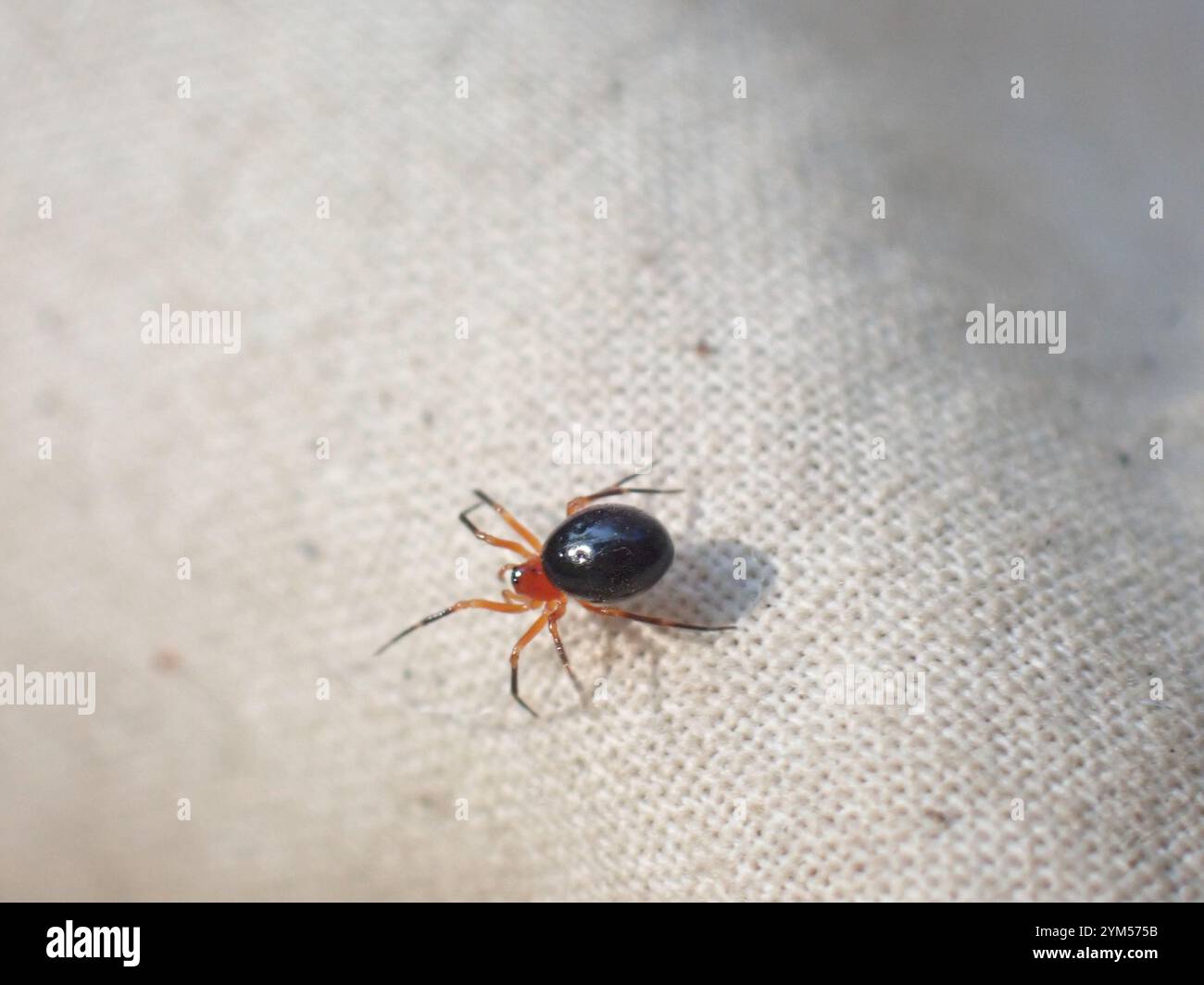 Sheetweb and Dwarf Weavers (Linyphiidae Stock Photo - Alamy