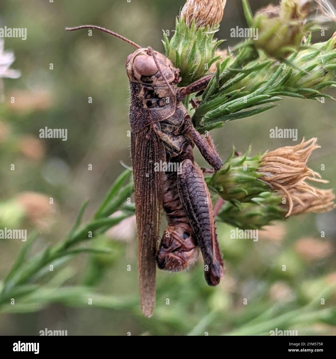 Entomophaga hi-res stock photography and images - Alamy