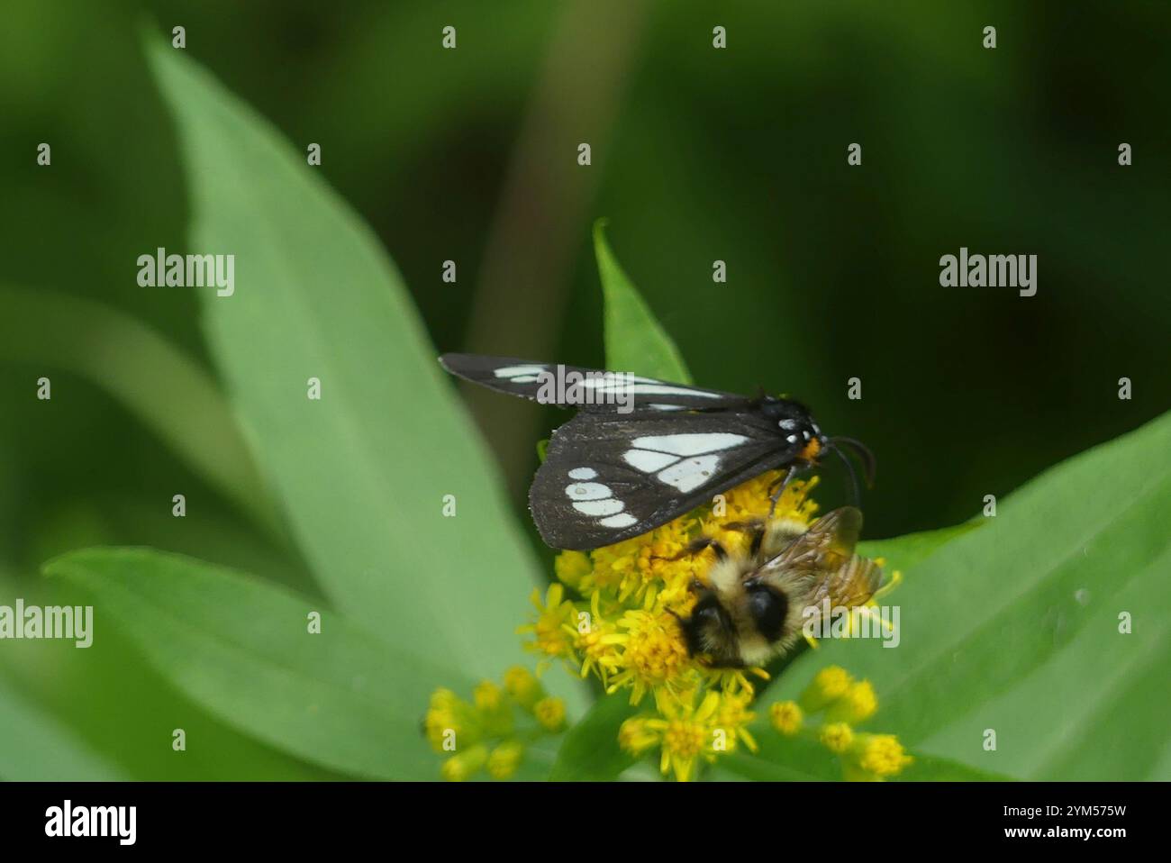 Police Car Moth (Gnophaela vermiculata Stock Photo - Alamy