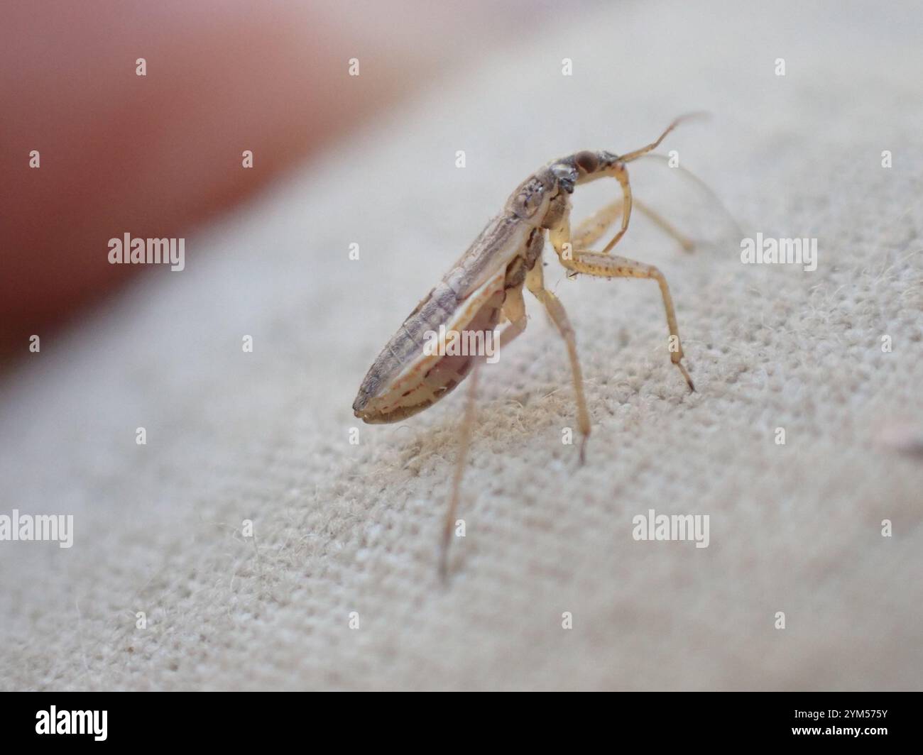 True Bugs (Heteroptera Stock Photo - Alamy