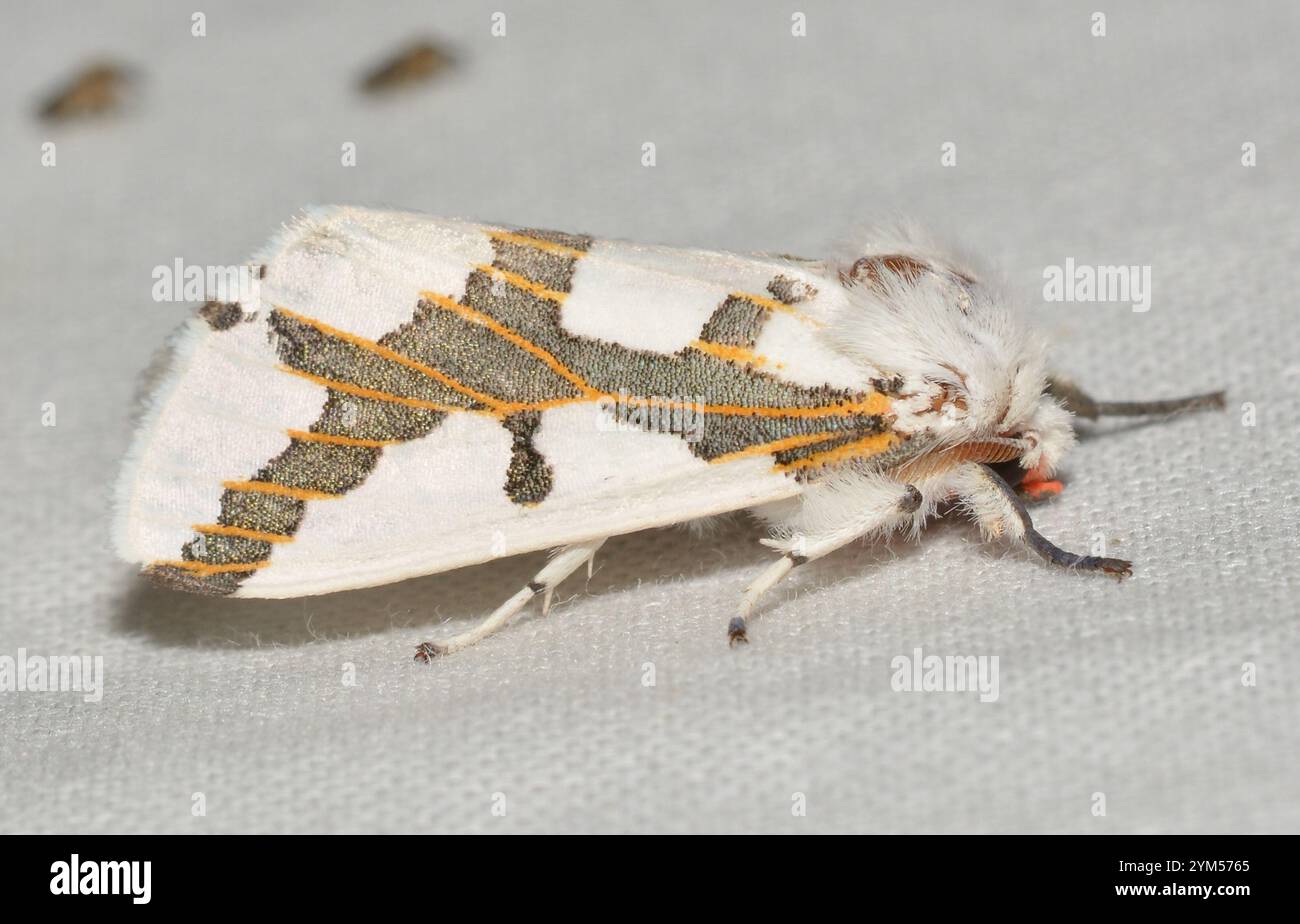 Red-tailed Specter Moth (Euerythra phasma Stock Photo - Alamy