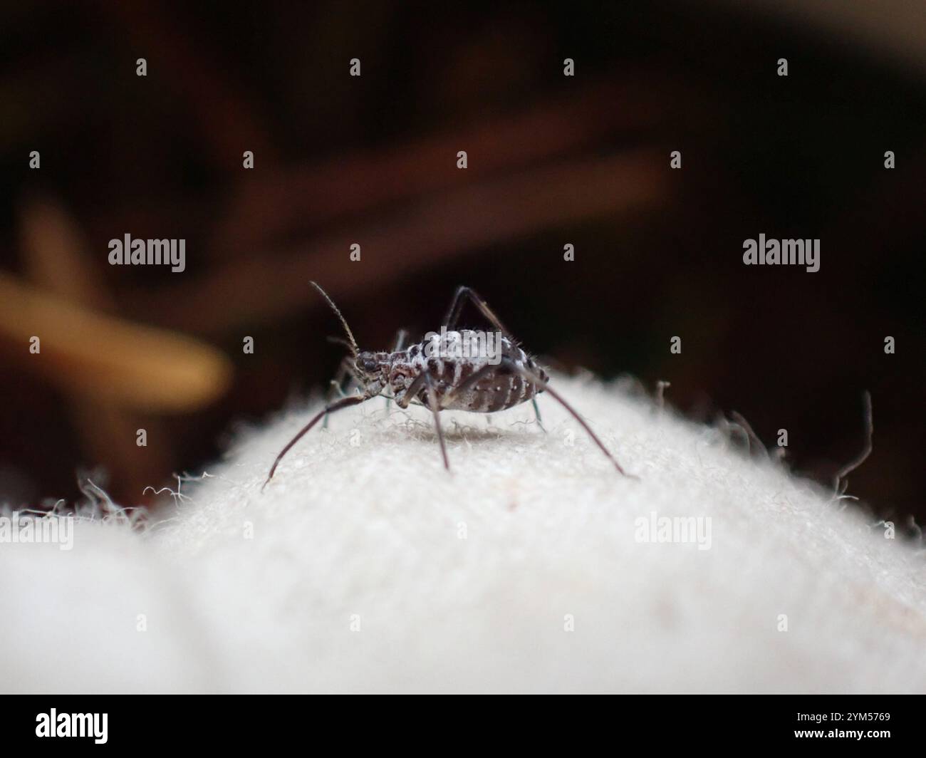 Giant Conifer Aphids (Cinara Stock Photo - Alamy