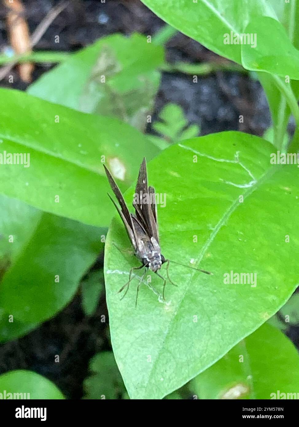 Three-spotted Skipper (Cymaenes tripunctus Stock Photo - Alamy