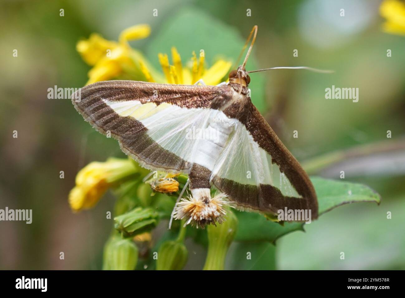 Cucumber Moth (Diaphania indica Stock Photo - Alamy