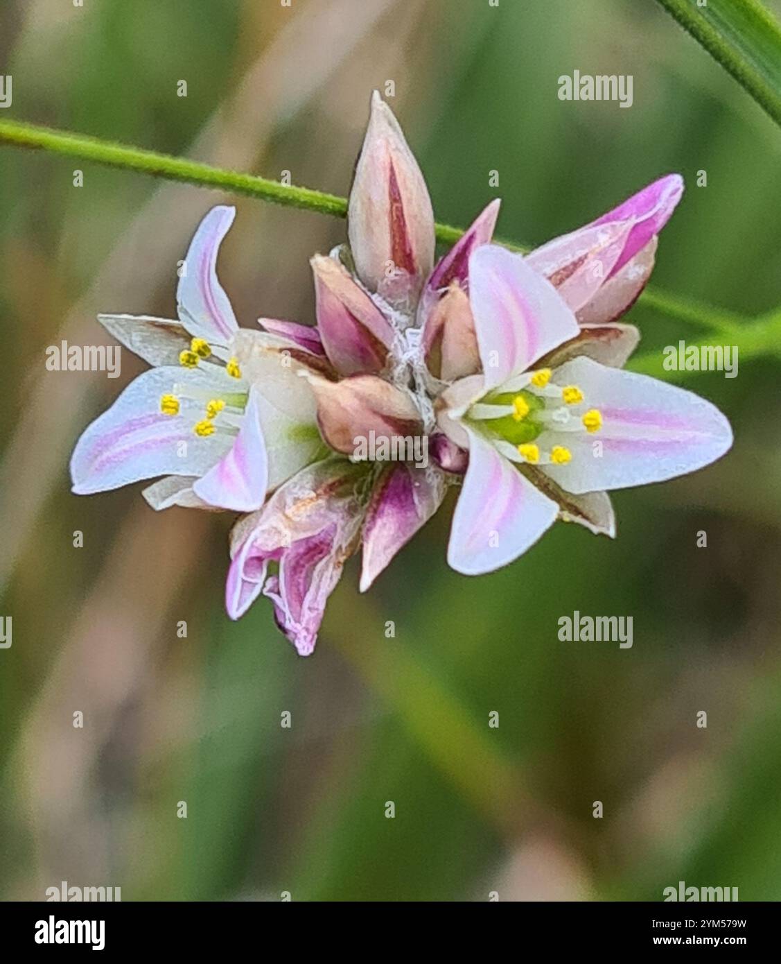 Slender Wire Lily (Laxmannia gracilis Stock Photo - Alamy