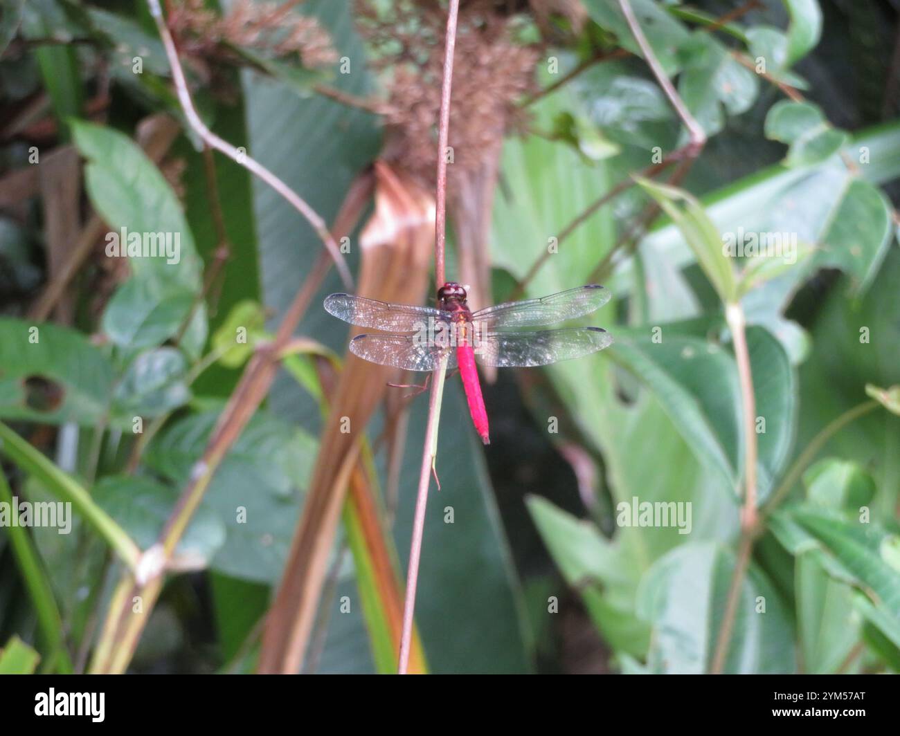 Tropical King Skimmers (Orthemis Stock Photo - Alamy