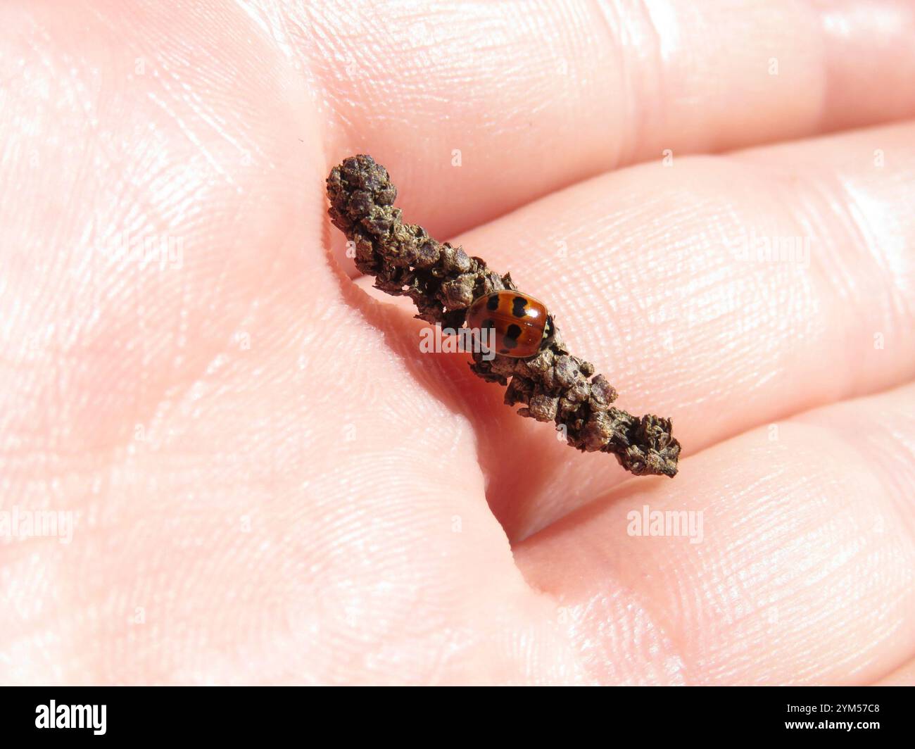 Two-spotted Lady Beetle (Adalia bipunctata Stock Photo - Alamy
