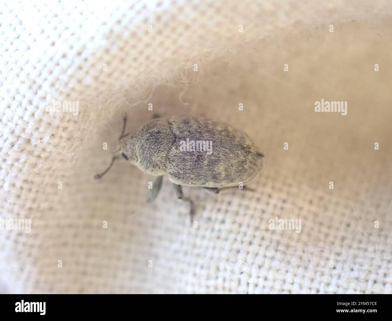 Lesser Knapweed Flower Weevil (Larinus minutus Stock Photo - Alamy