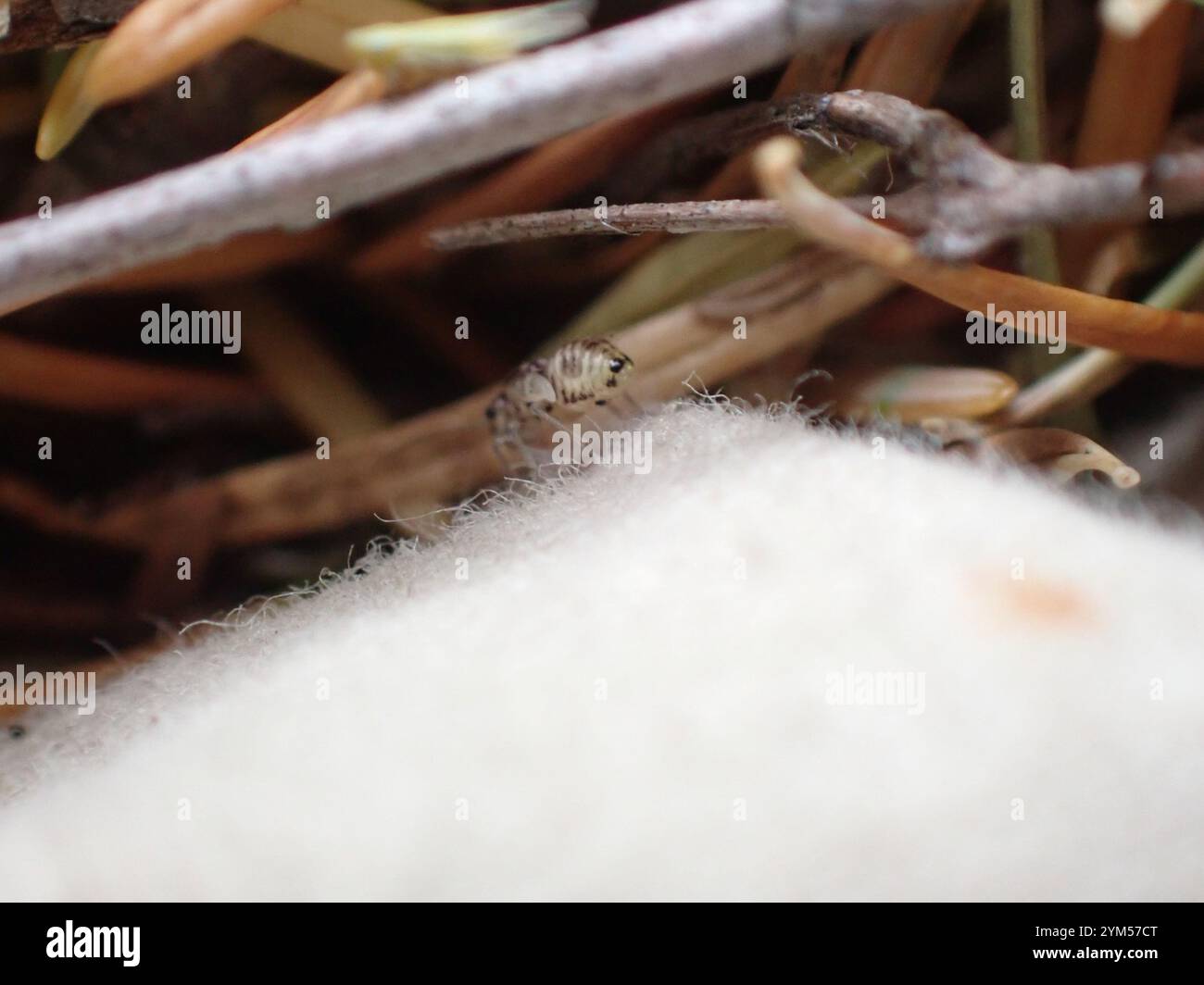 Barklice, Booklice, and Parasitic Lice (Psocodea Stock Photo - Alamy