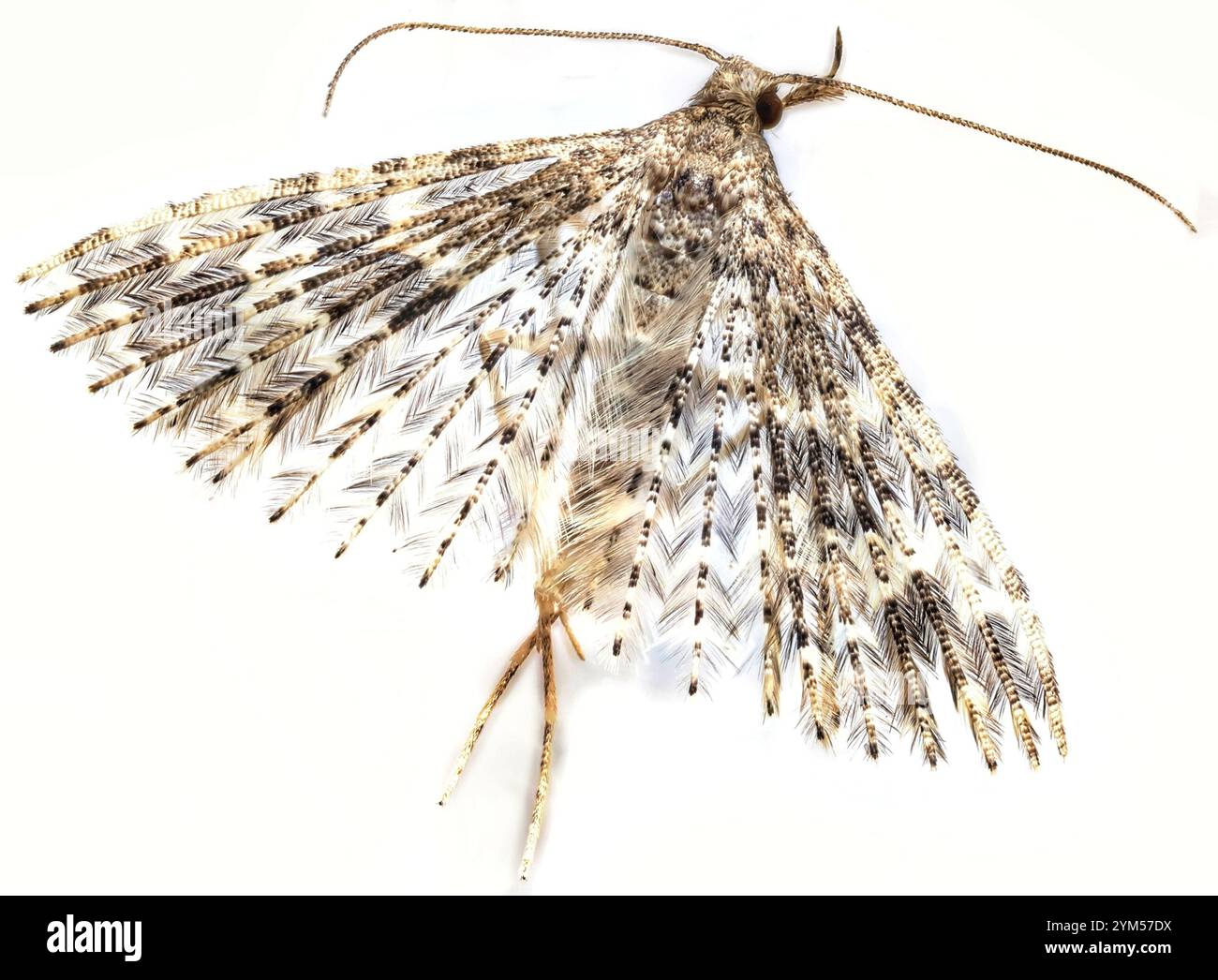 Twenty plume moth alucita hexadactyla hi-res stock photography and ...