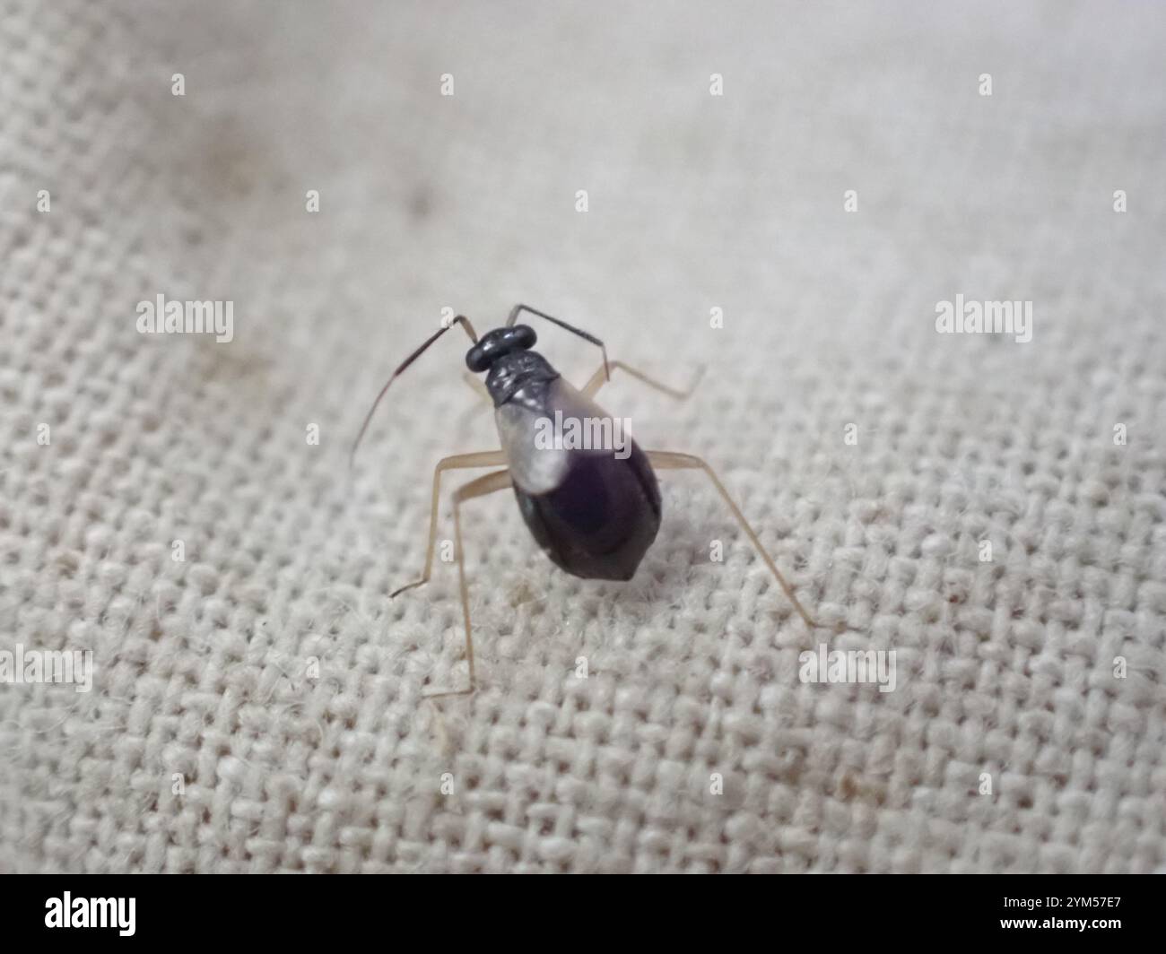 True Bugs (Heteroptera Stock Photo - Alamy