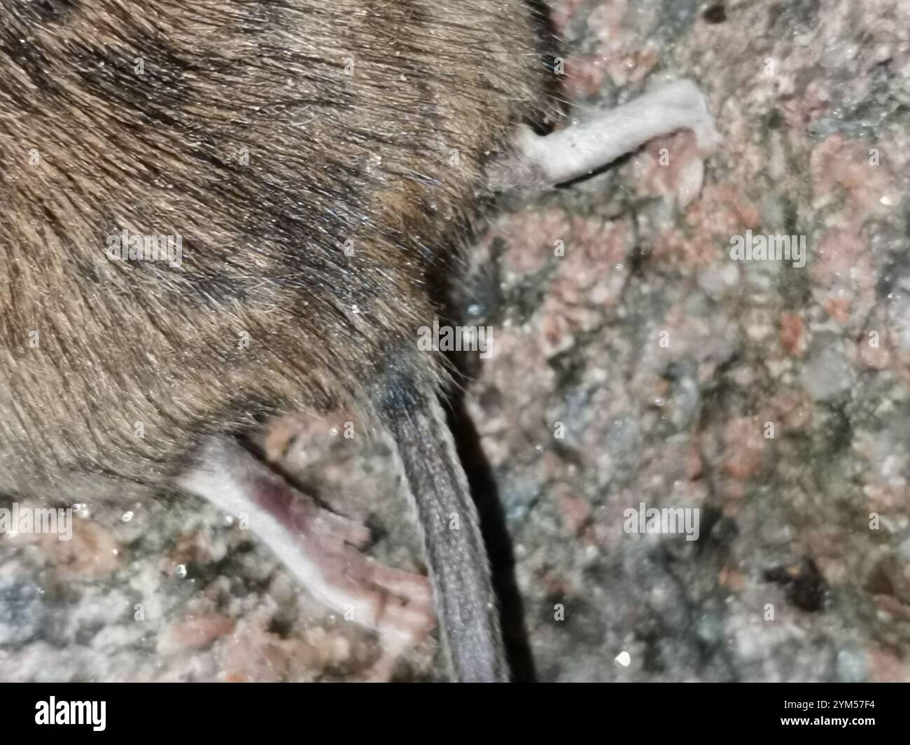 House Mouse (Mus musculus Stock Photo - Alamy