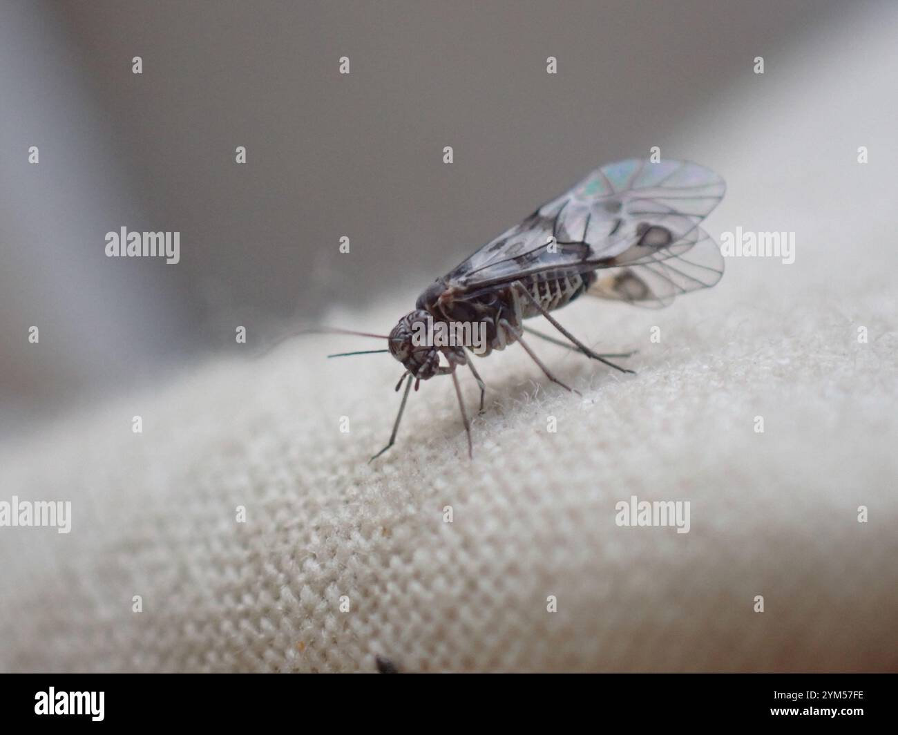 Common Barklice (Psocidae Stock Photo - Alamy