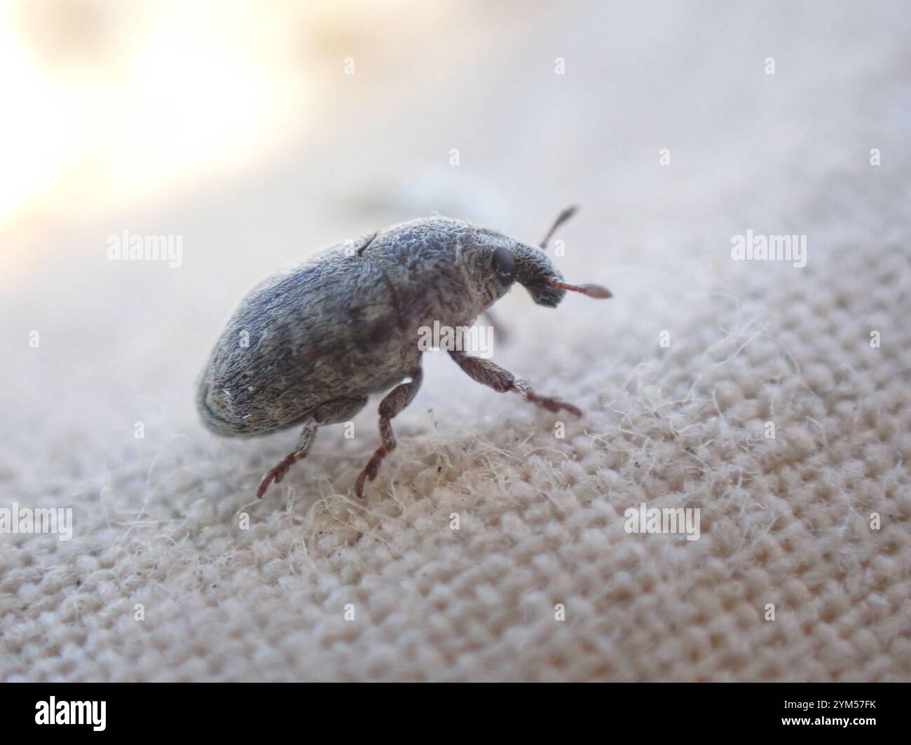 Lesser Knapweed Flower Weevil (Larinus minutus Stock Photo - Alamy