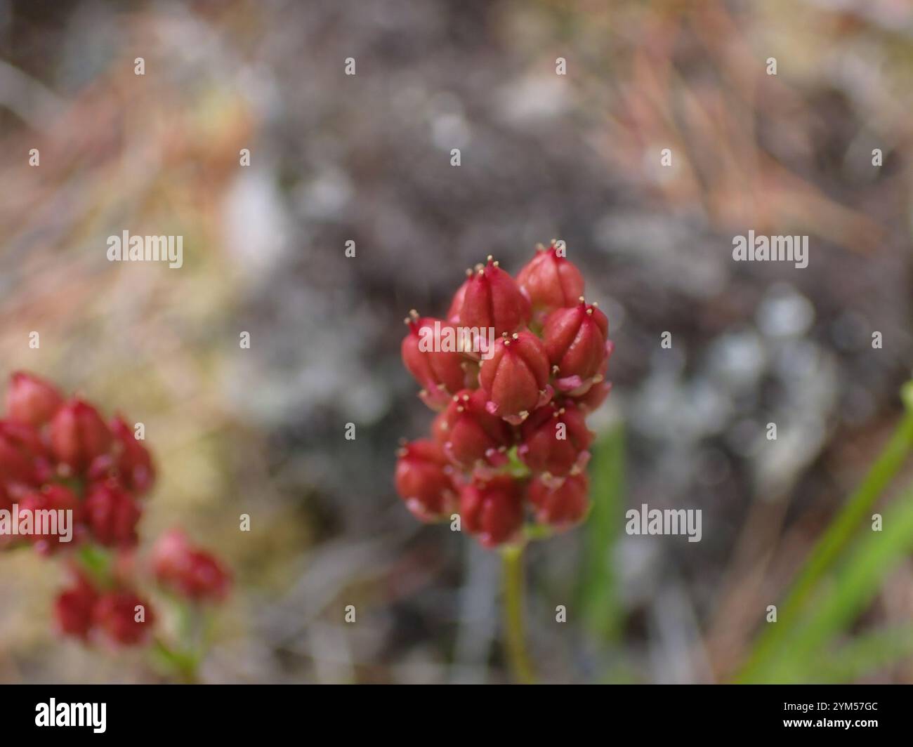 Sticky False Asphodel (Triantha glutinosa Stock Photo - Alamy