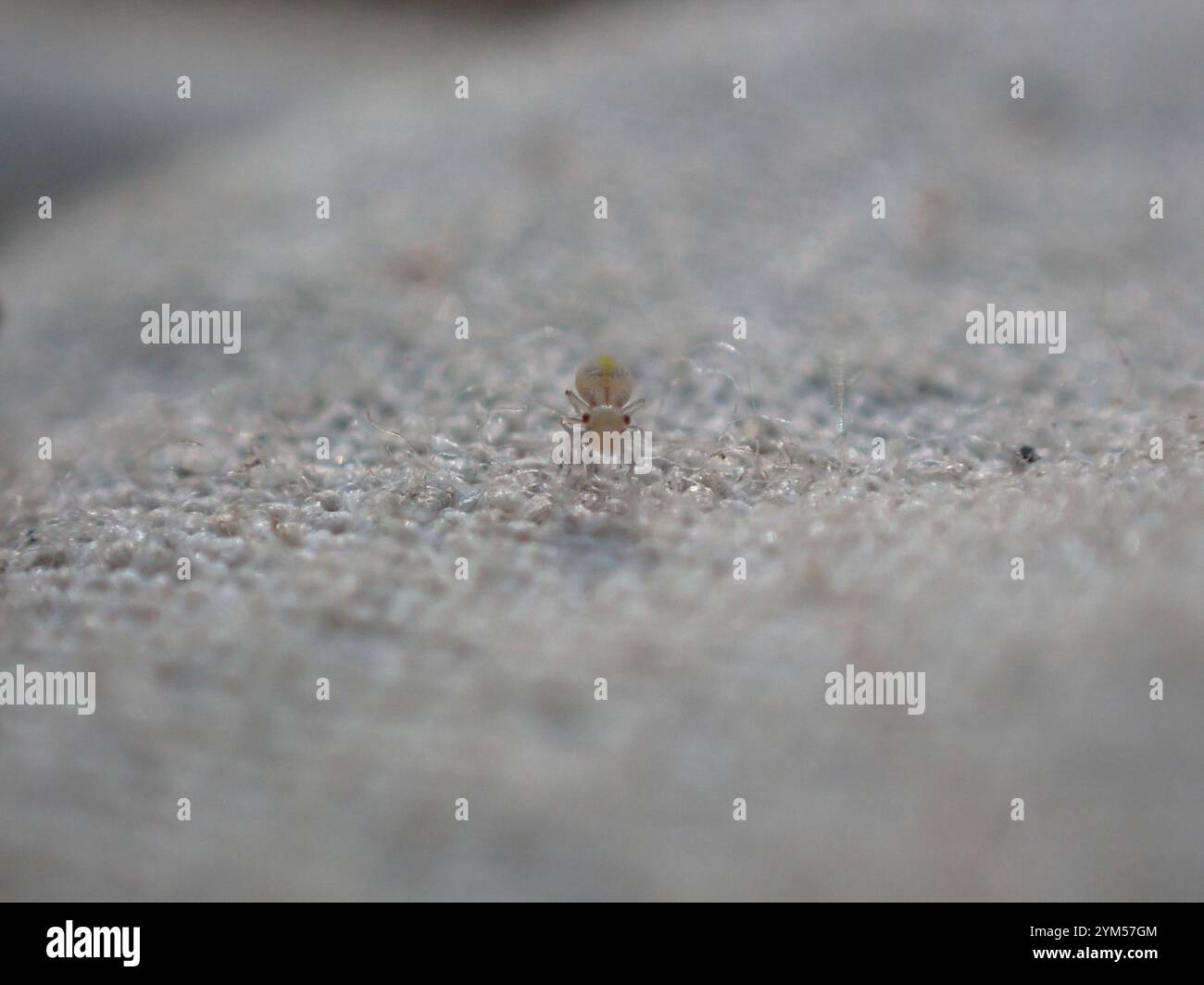 Barklice, Booklice, and Parasitic Lice (Psocodea Stock Photo - Alamy