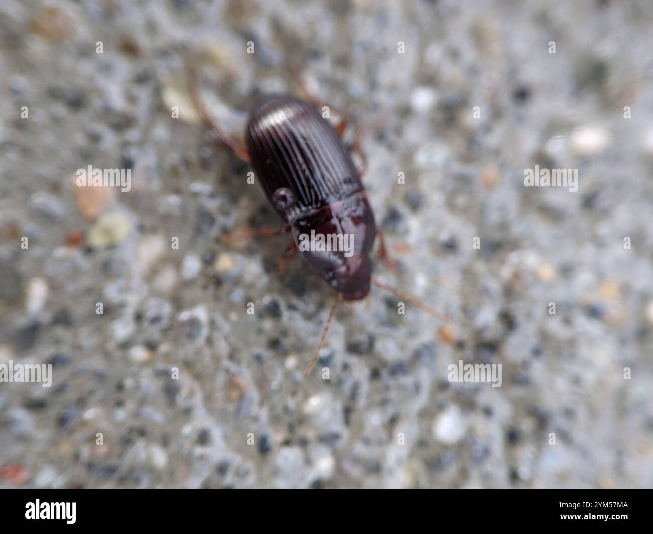Ground Beetles (Carabidae Stock Photo - Alamy