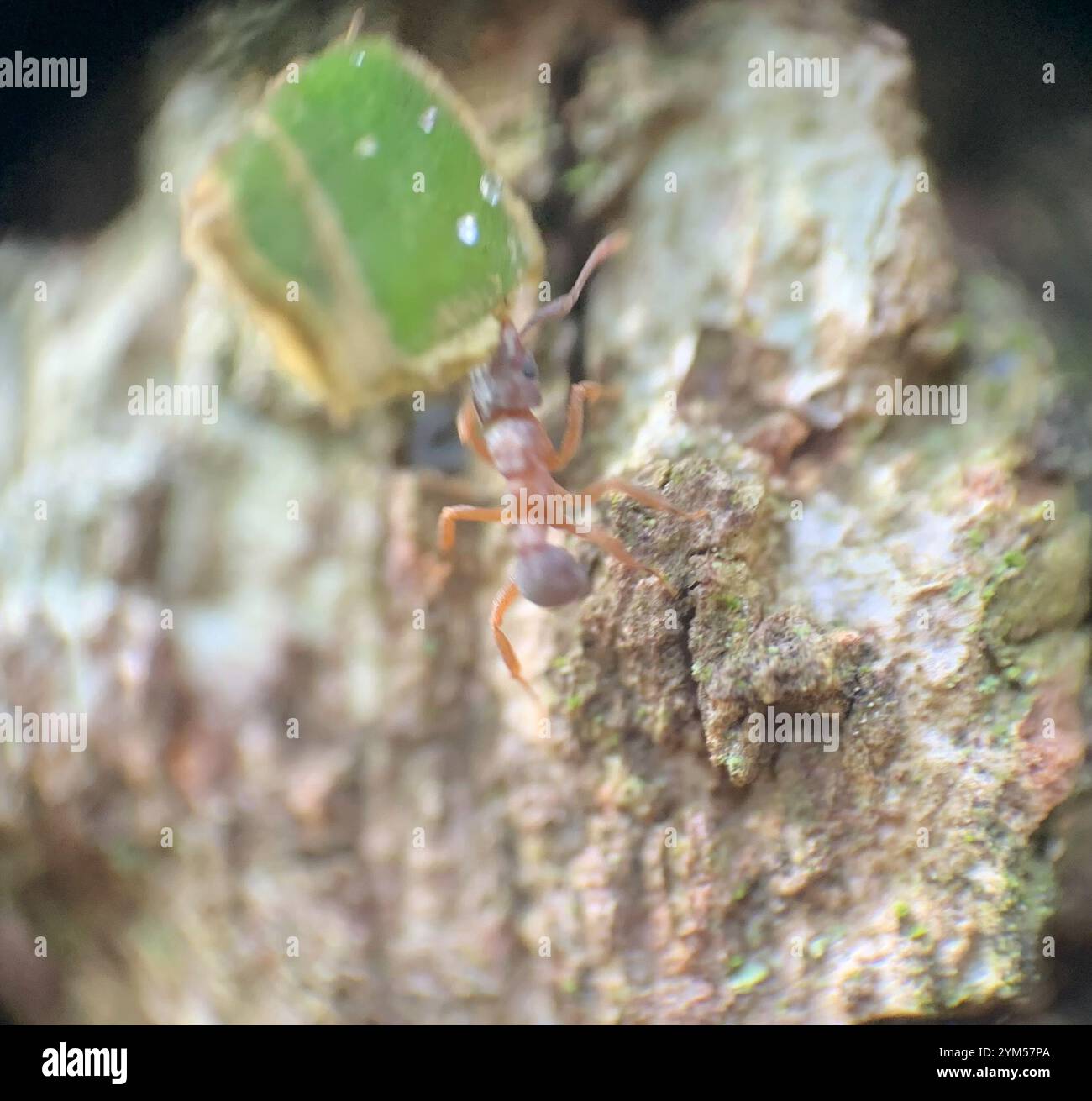 Fungus farming ant hi-res stock photography and images - Alamy