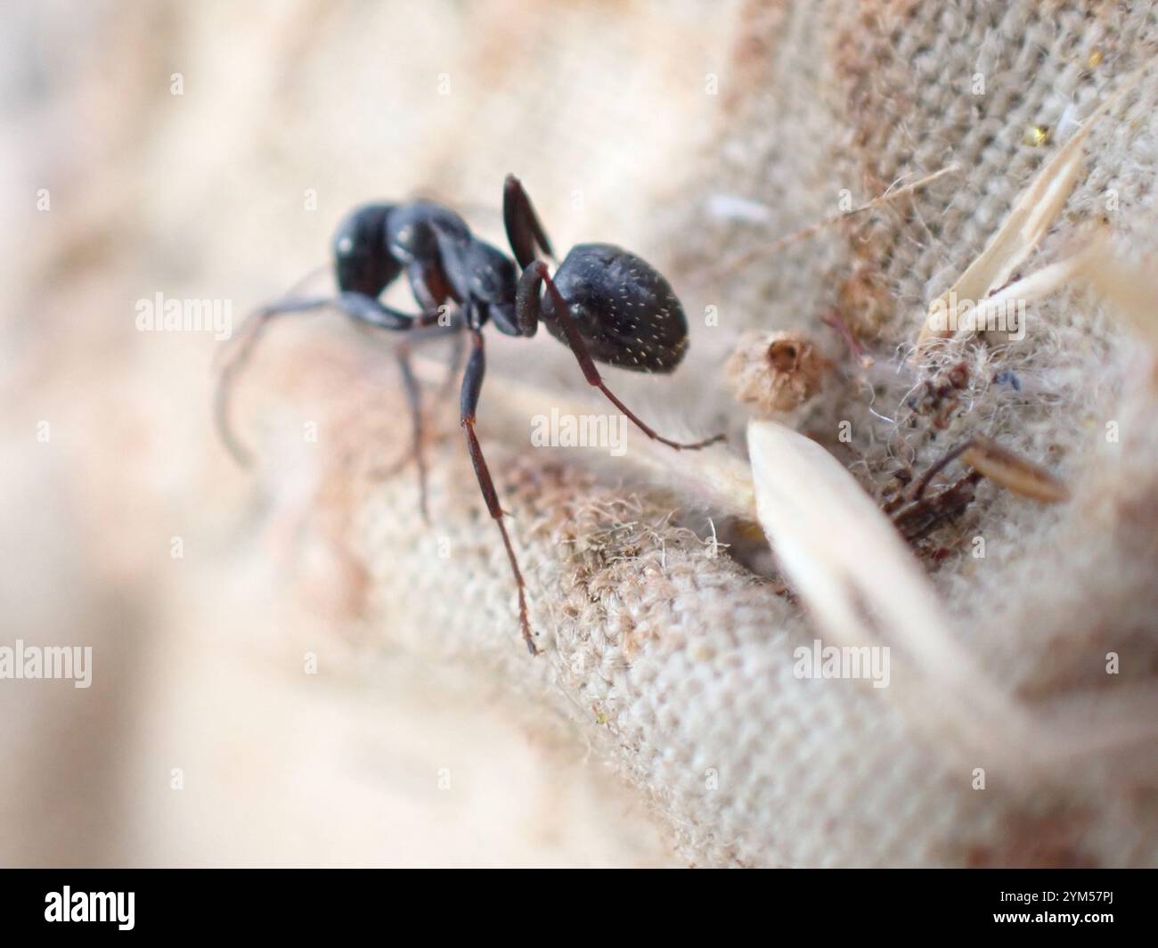 fusca-group Field Ants and Allies (Formica fusca Stock Photo - Alamy
