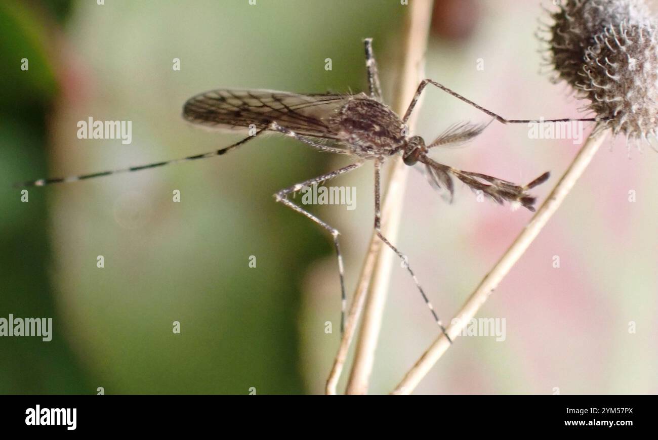 Banded house mosquito (Culiseta annulata Stock Photo - Alamy