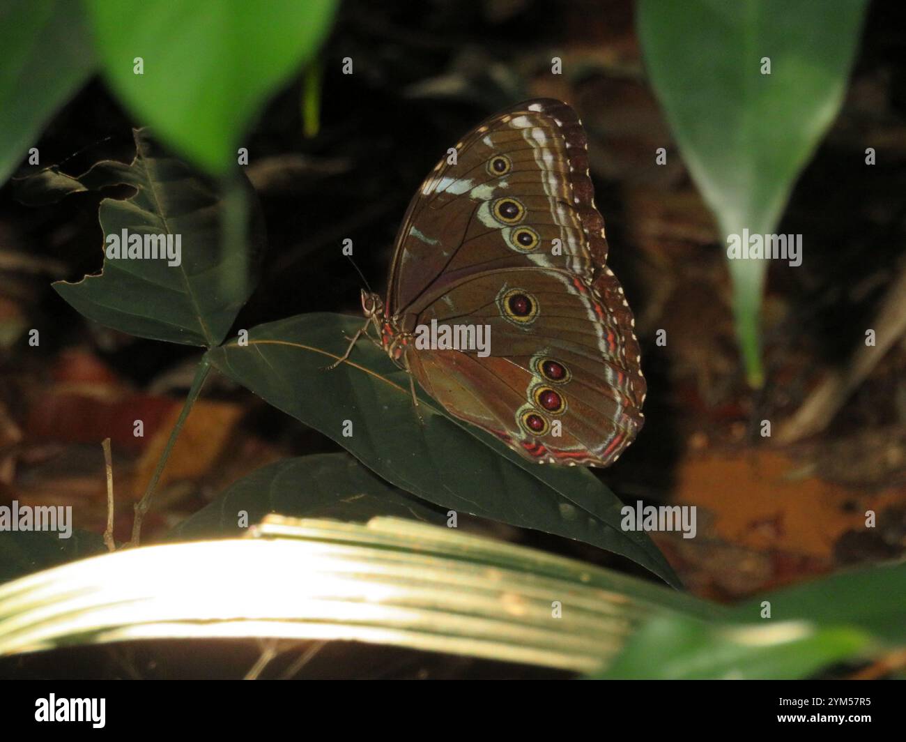 Common Morpho (Morpho helenor Stock Photo - Alamy