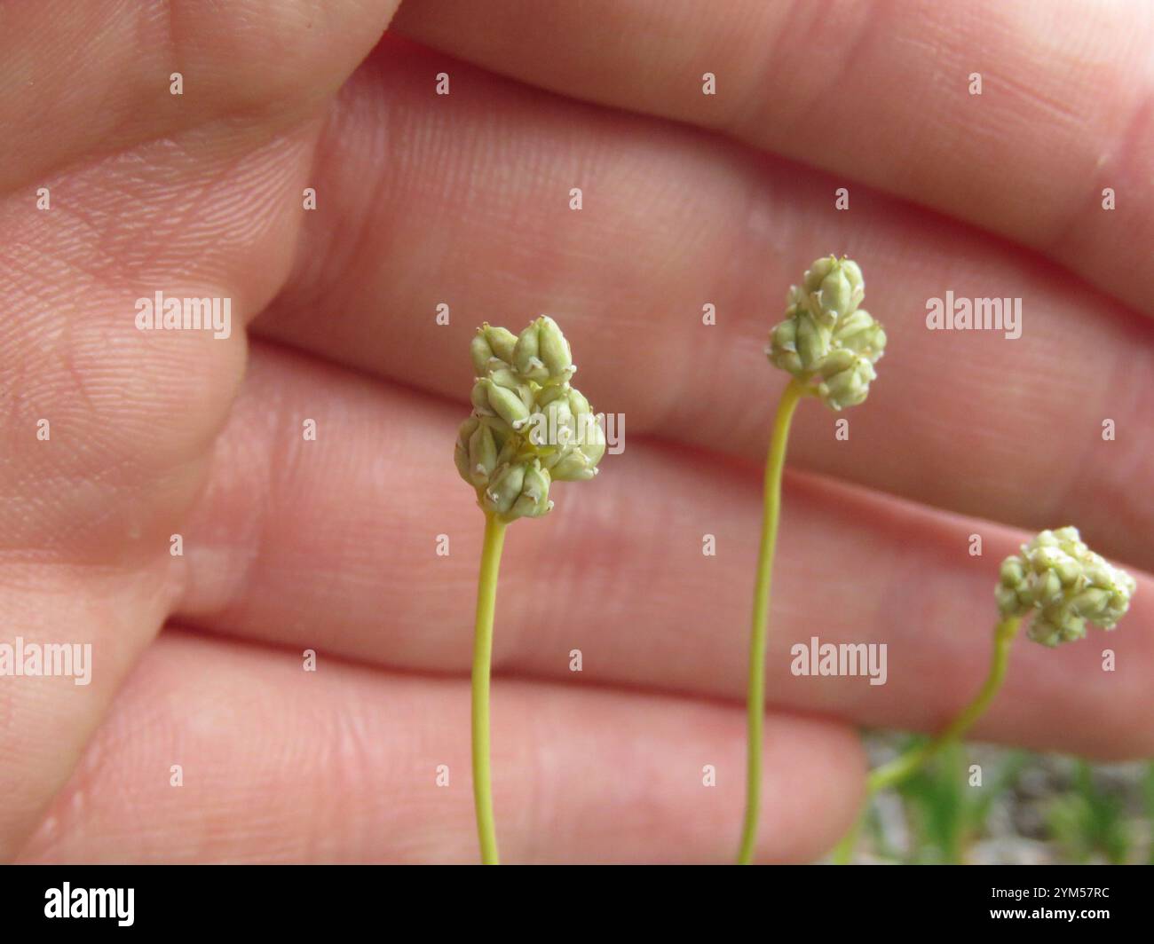 Scottish asphodel hi-res stock photography and images - Alamy